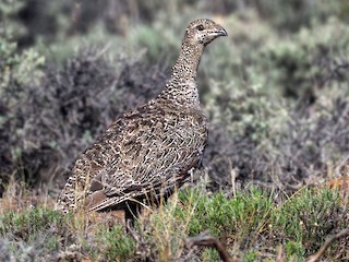 Gunnison Sage-Grouse - eBird