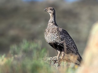 Gunnison Sage-Grouse - eBird