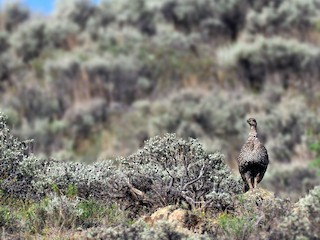 Gunnison Sage-Grouse - eBird