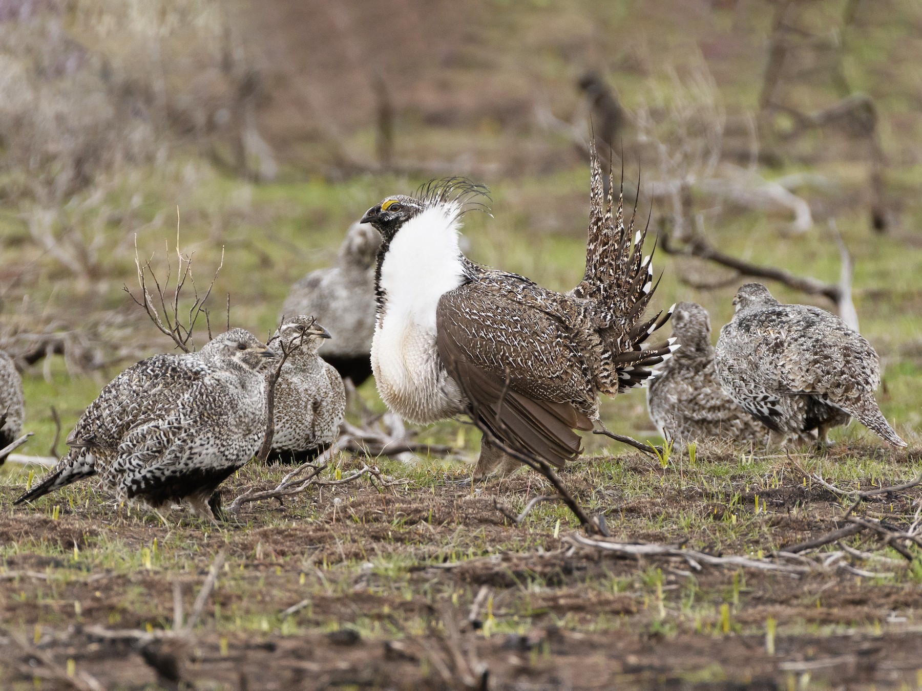 Greater Sage-Grouse - eBird