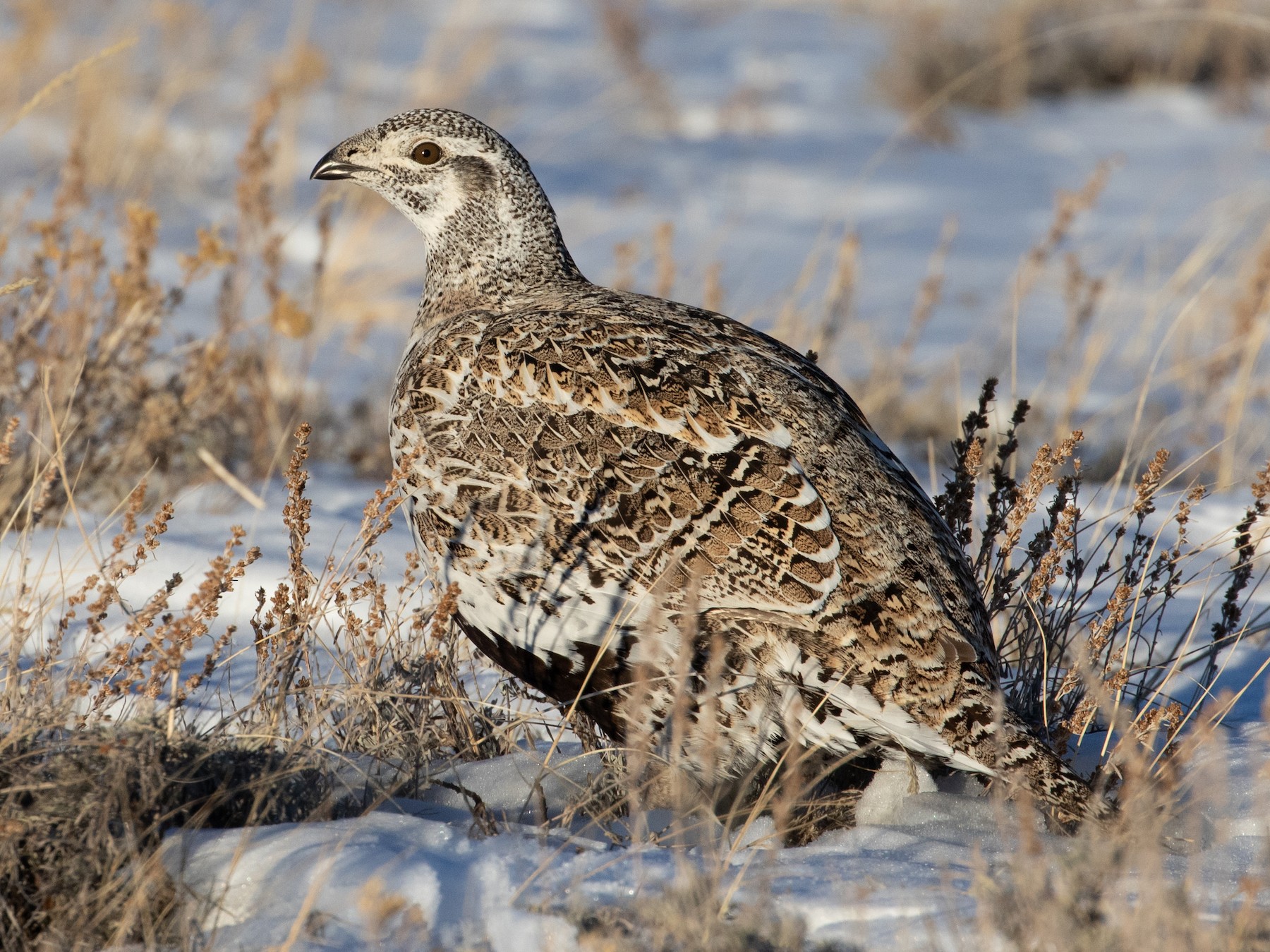 Greater Sage-Grouse - eBird