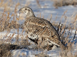 Veliki pelinov tetreb - eBird