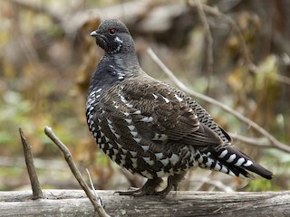 Spruce Grouse - eBird