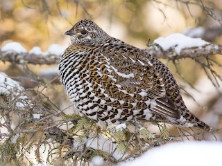 Spruce Grouse - eBird