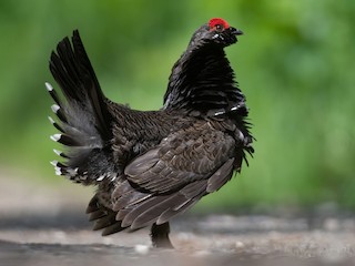 Spruce Grouse - eBird
