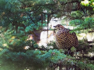 Spruce Grouse - eBird