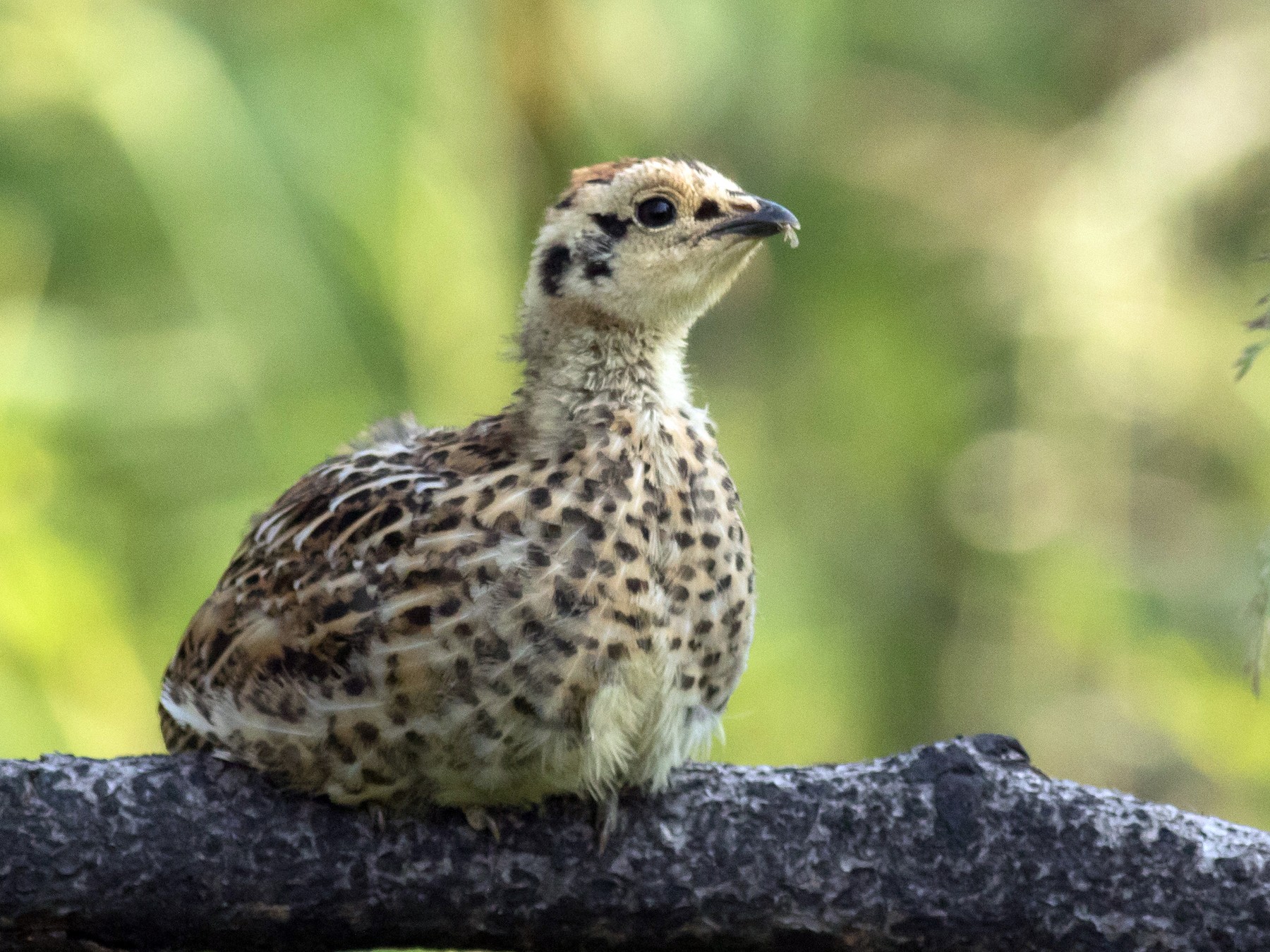 Spruce Grouse