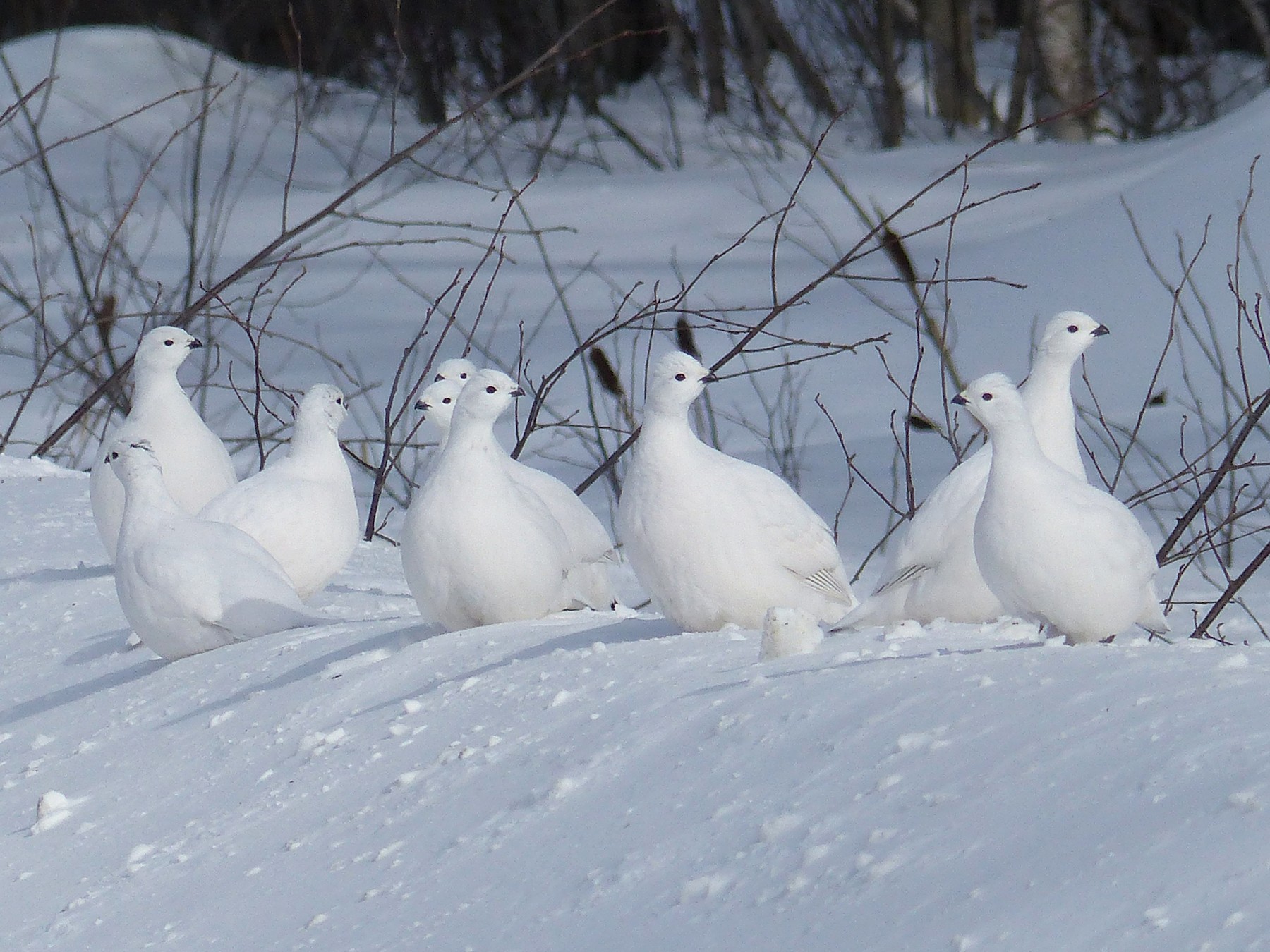 Willow Ptarmigan - eBird