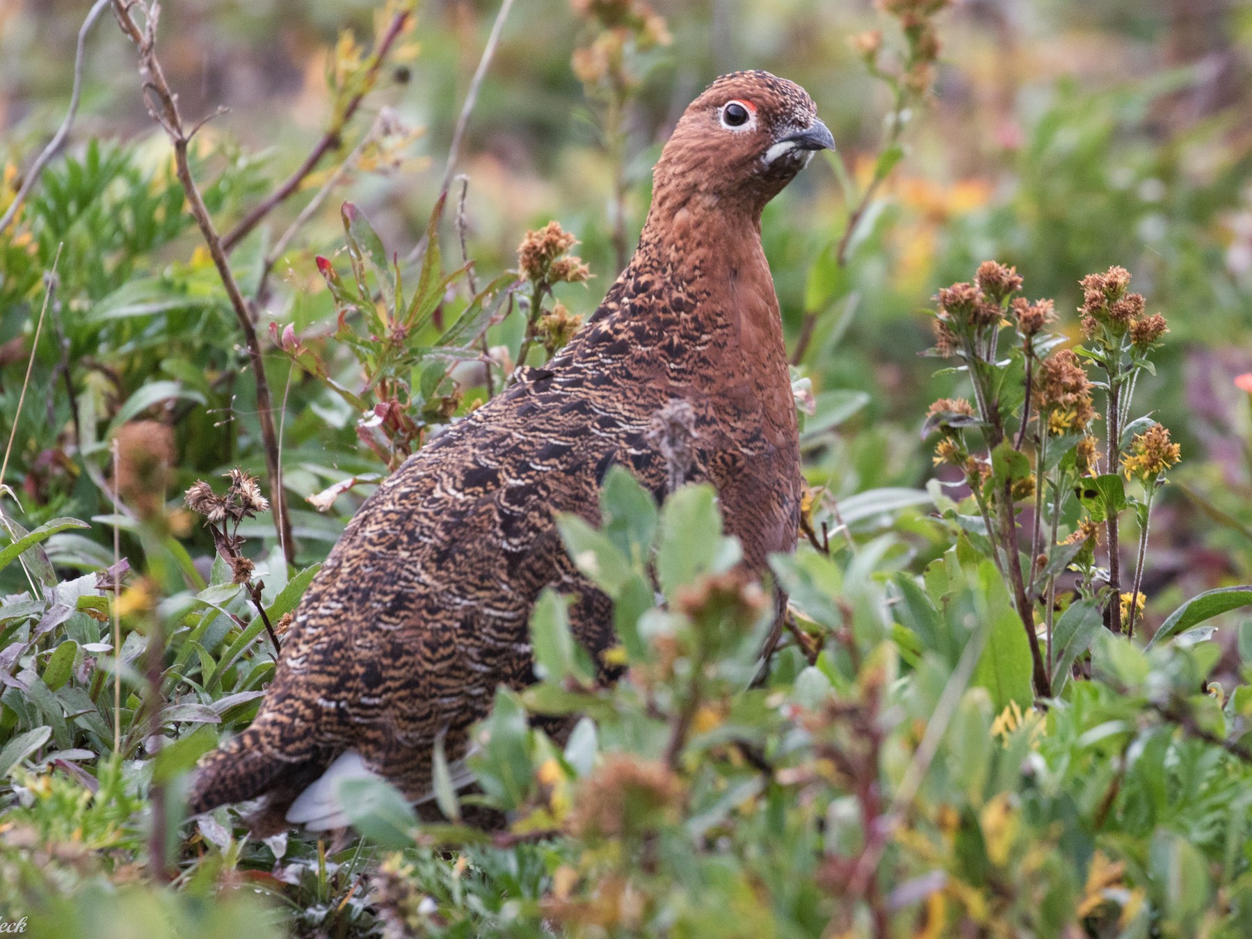 Willow Ptarmigan - eBird
