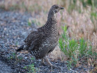 Dusky Grouse - eBird