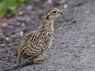 Dusky Grouse - eBird