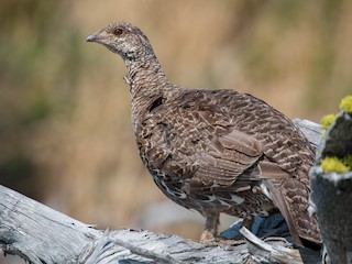 Dusky Grouse - eBird