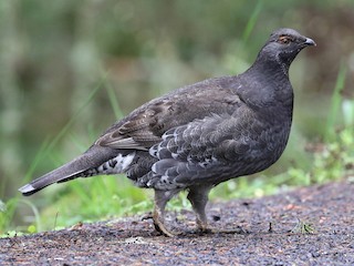 Sooty Grouse - eBird