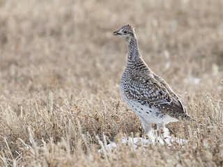 Sharp-tailed Grouse - eBird