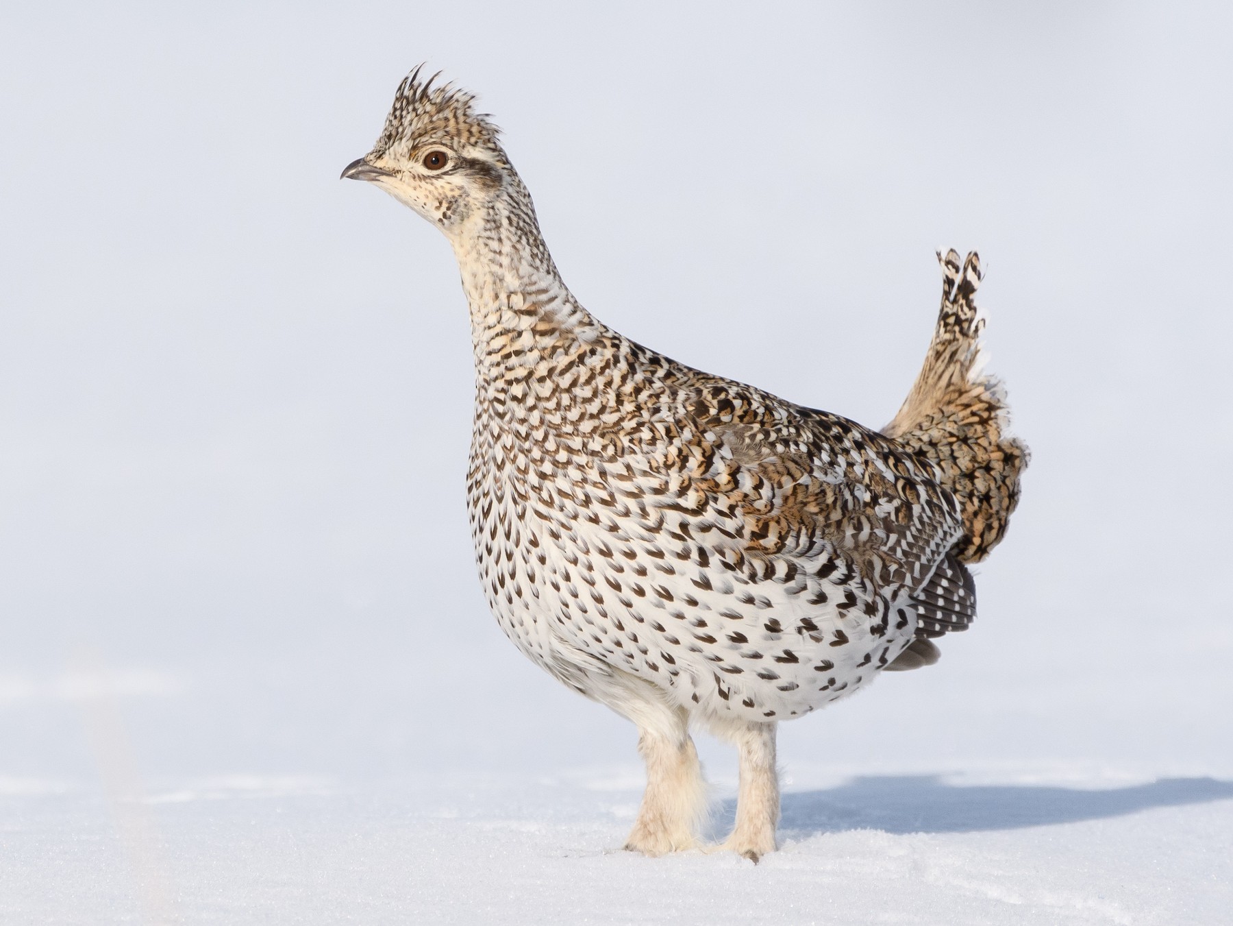 Saskatchewan Sharp Tailed Grouse