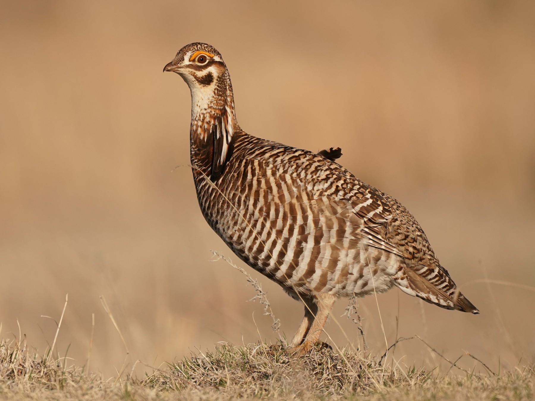 Greater Prairie-Chicken - eBird
