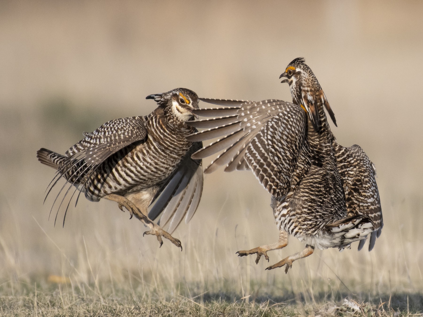 Greater Prairie Chicken Range