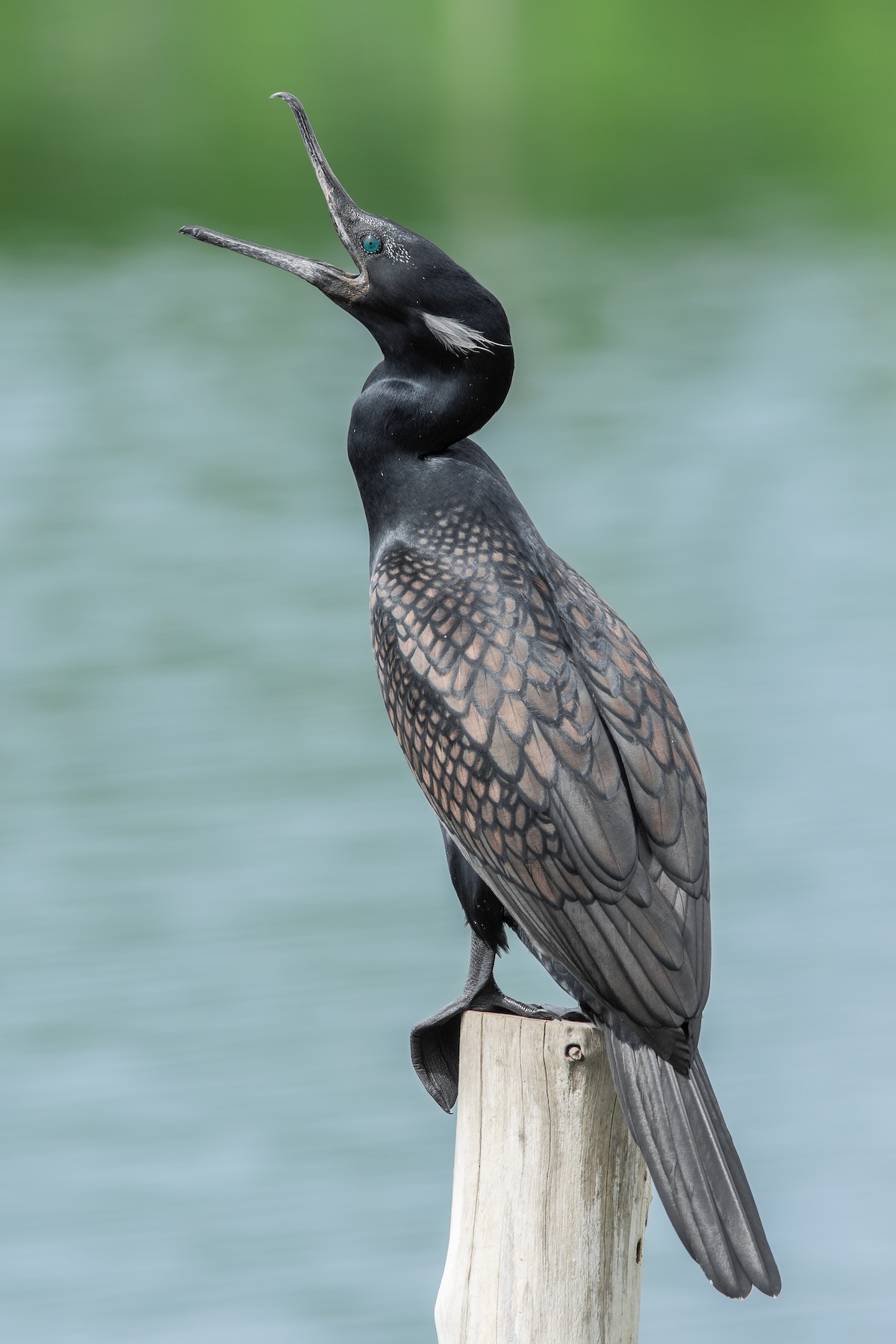 indian cormorant - eBird