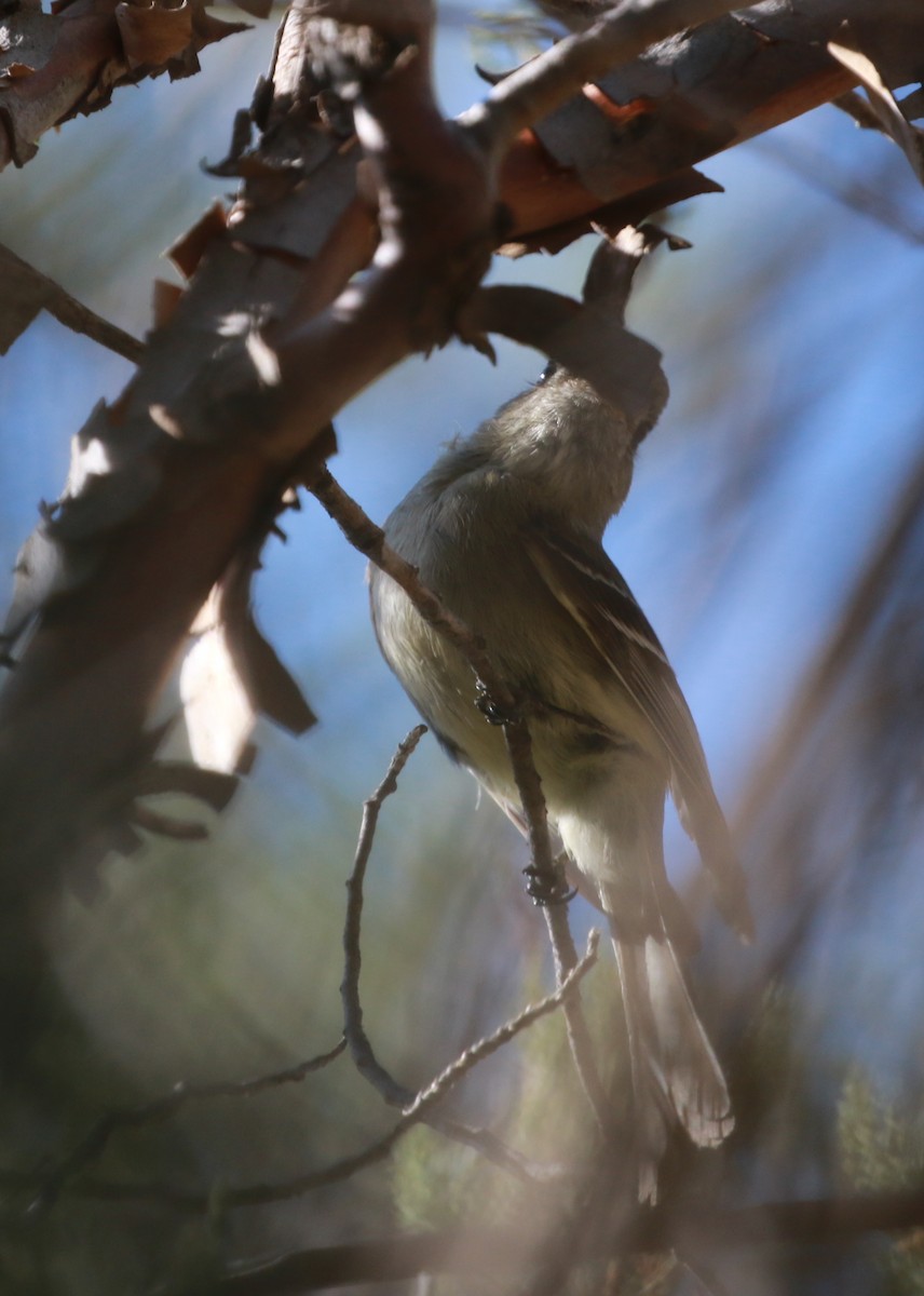 eBird Checklist - 28 May 2016 - stakeout Pine Flycatcher, Aliso Spring ...