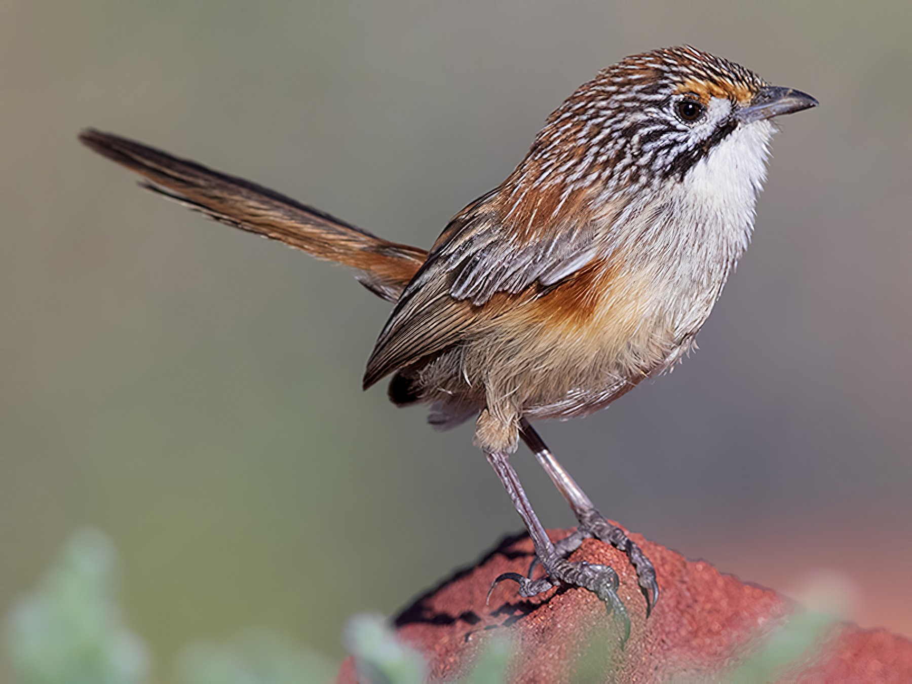 Opalton Grasswren - eBird