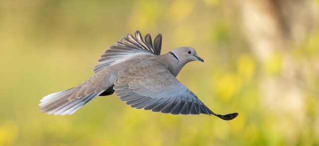 Eurasian Collared Dove Flying