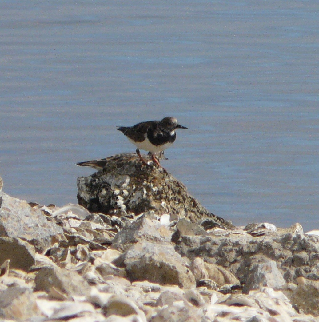eBird Checklist - 9 Jan 2021 - Lynn's Quality Oysters - 8 species eBird Checklist - 9 Jan 2021 - Lynn's Quality Oysters - 8 species