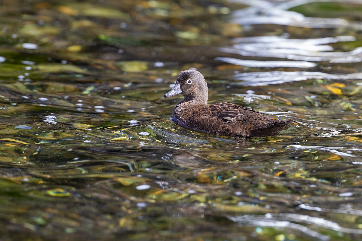 eBird Checklist - 18 Nov 2014 - Campbell Islands--Upper Perseverance ...