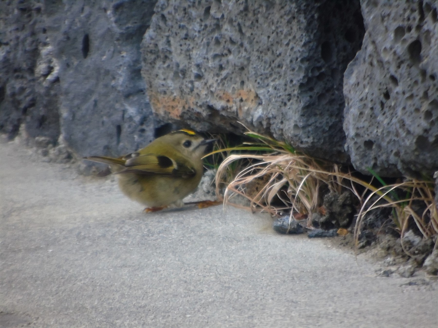 Goldcrest (Western Azores) - eBird