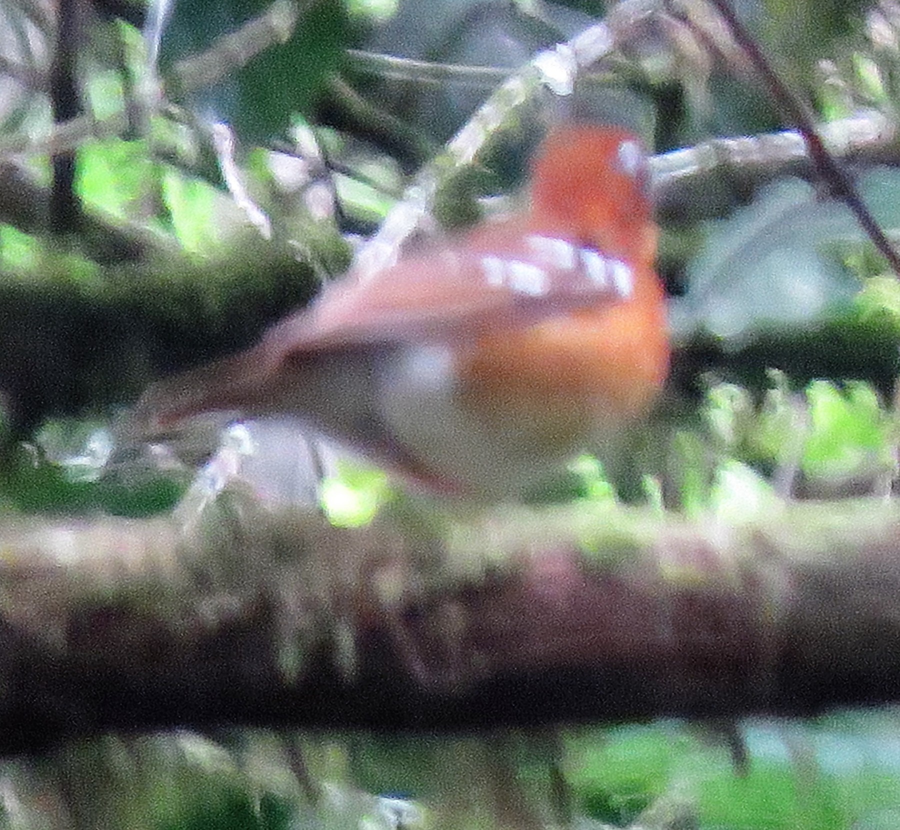 Oberländer's Ground-Thrush - eBird