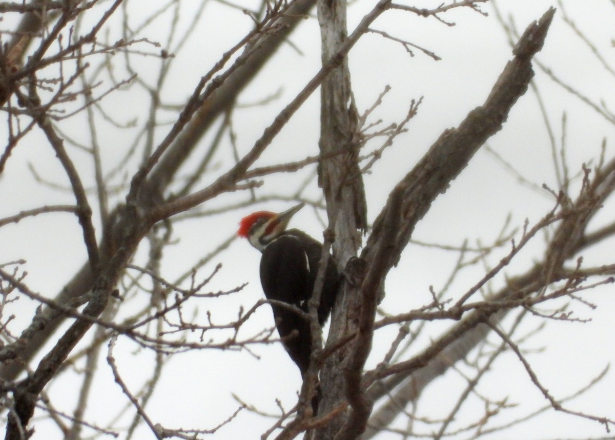 eBird Checklist - 10 Jan 2021 - Chippewa Nature Center - 16 species