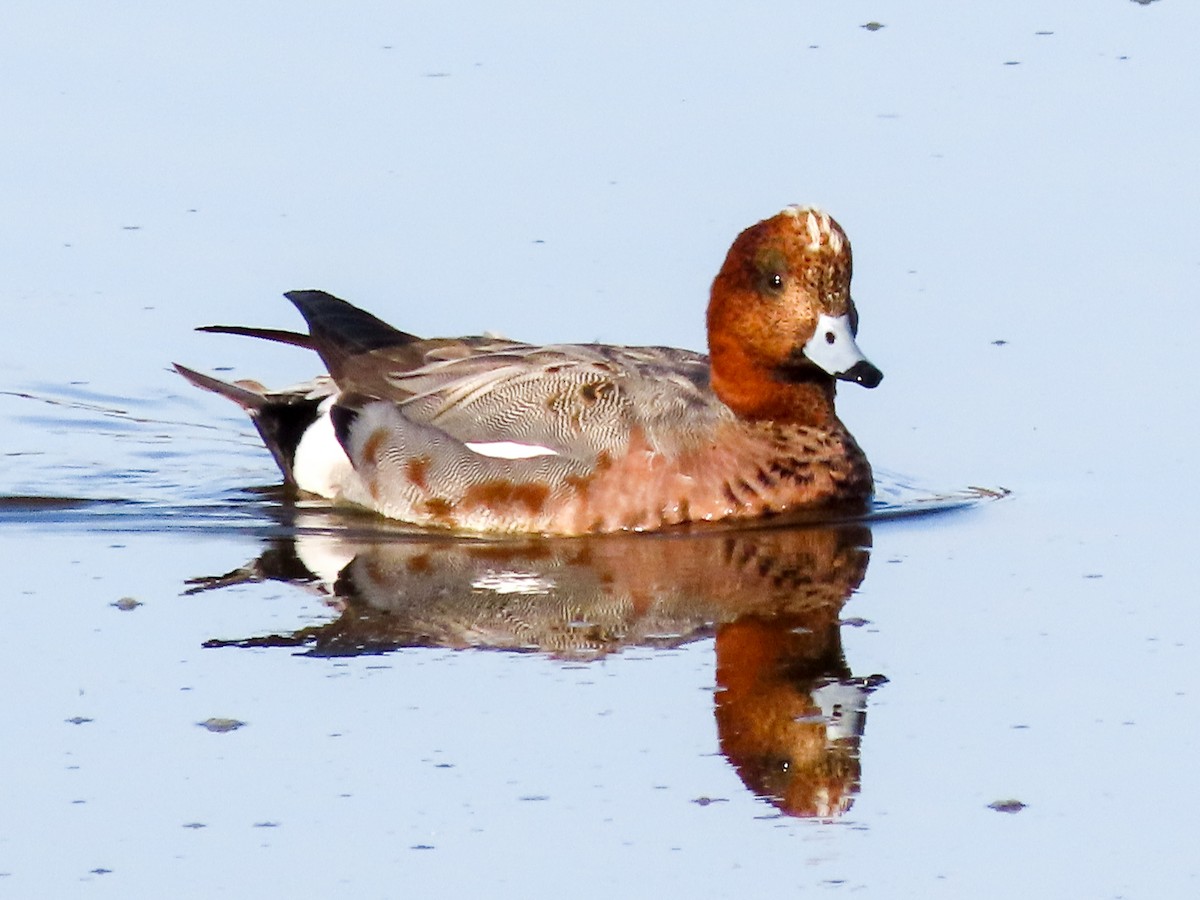eBird Checklist - 10 Jan 2021 - UCSB North Campus Open Space (formerly ...