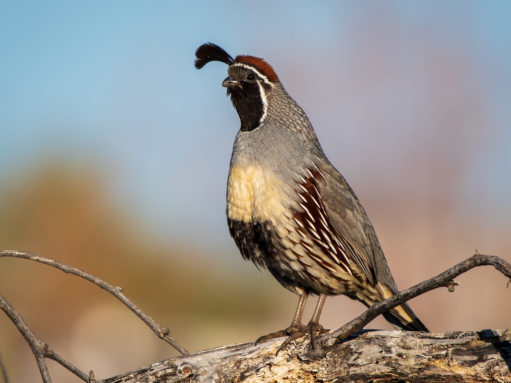 Gambel's Quail - eBird