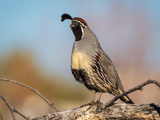 Gambel's Quail - eBird