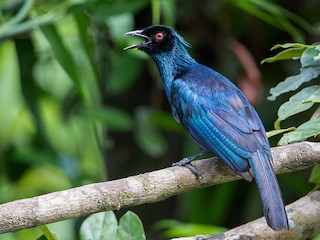 Trumpet Manucode - Phonygammus keraudrenii - Birds of the World