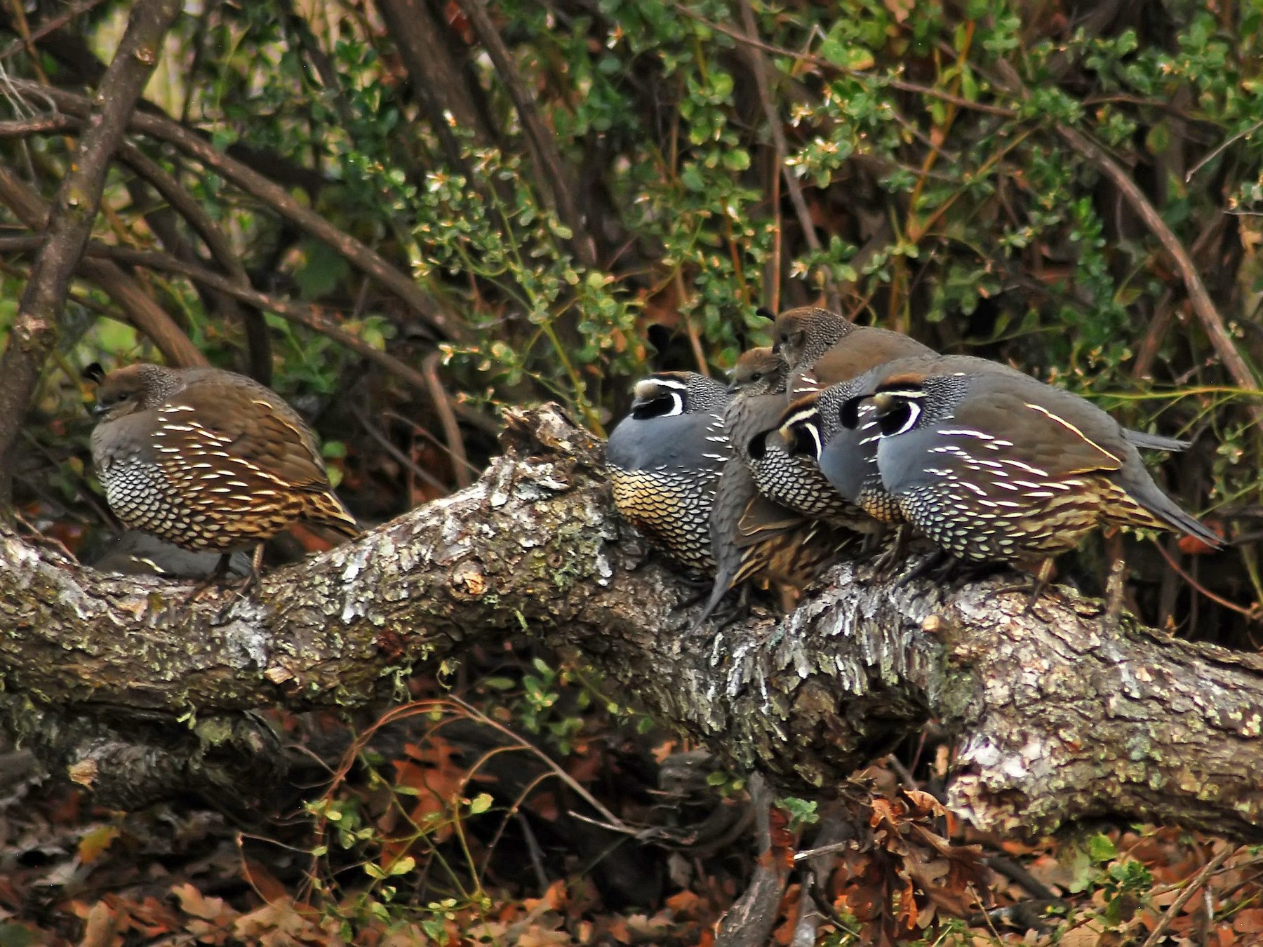 California Quail - eBird