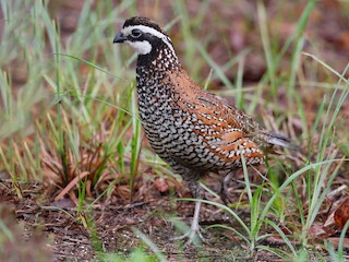 Northern Bobwhite - eBird