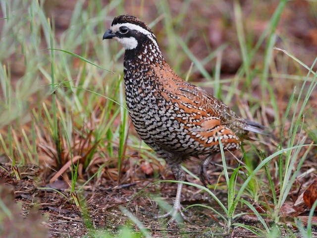 Bobwhite Quail Male Vs Female