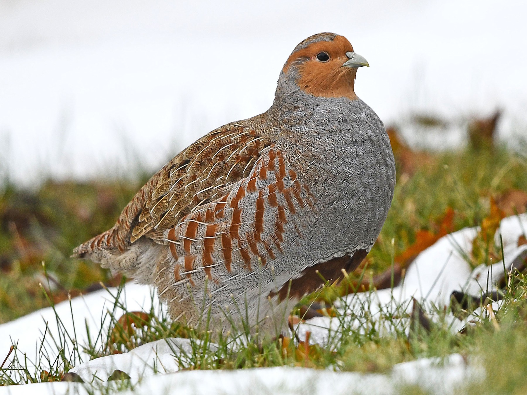 Grey Partridge - eBird