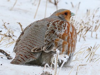 Gray Partridge - eBird