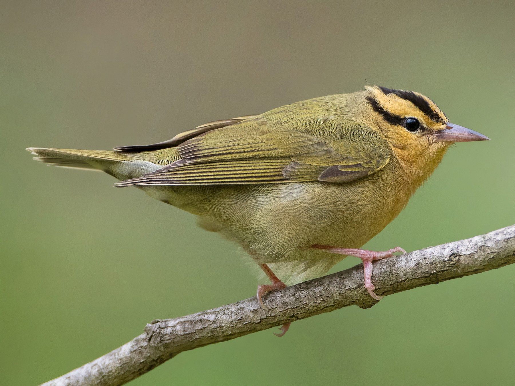 Worm-eating Warbler - eBird