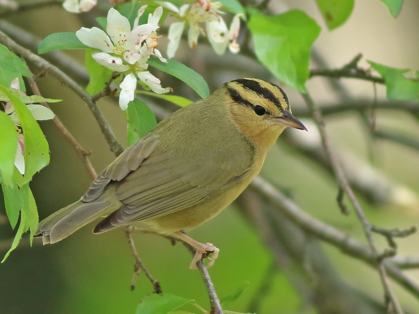 Bird Eating Worm