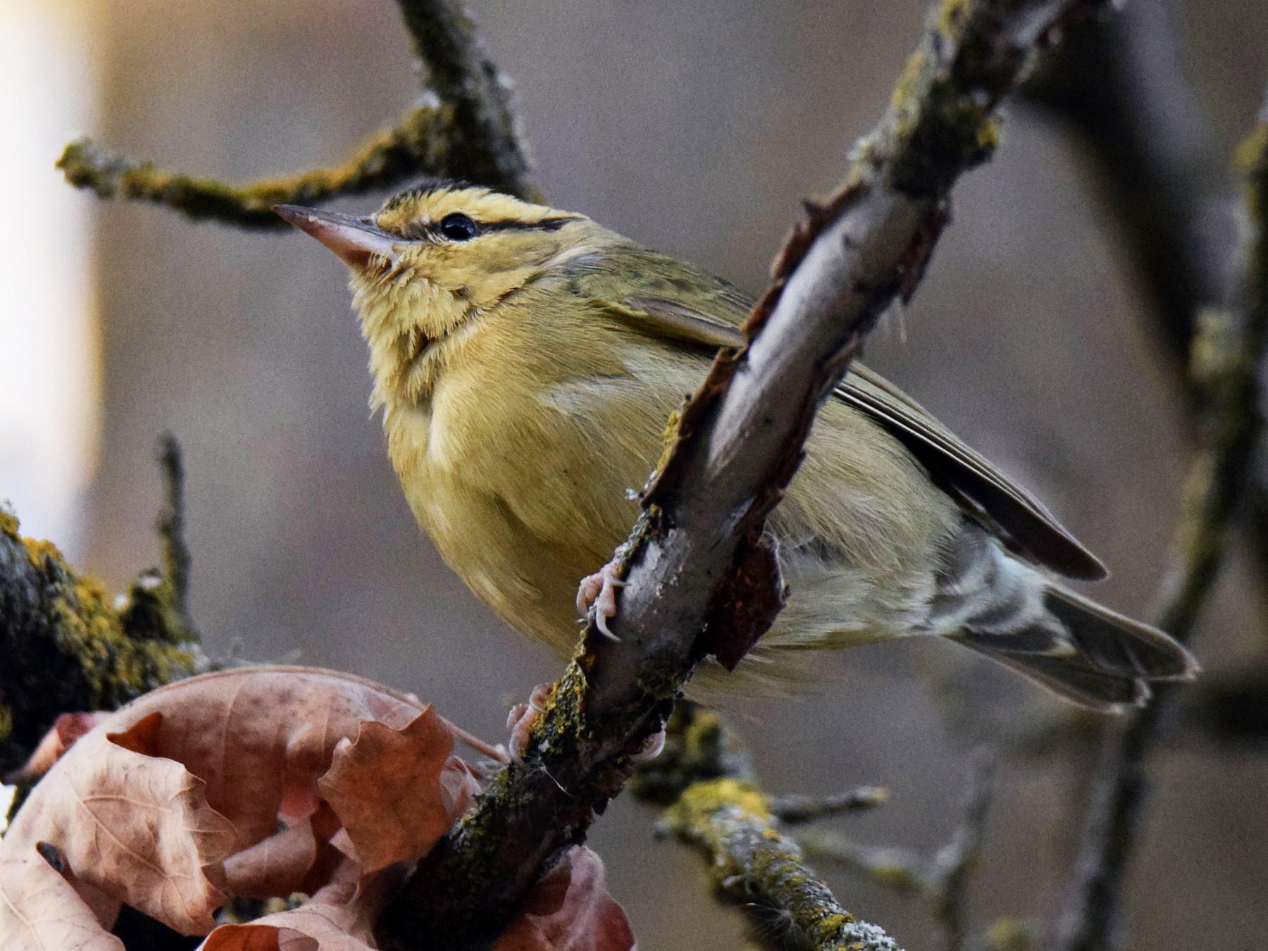 Worm Eating Warbler