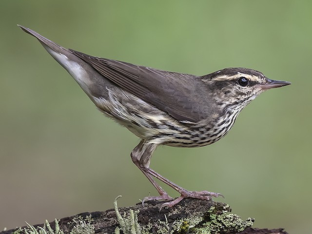 Photos - Northern Waterthrush - Parkesia noveboracensis - Birds of the ...