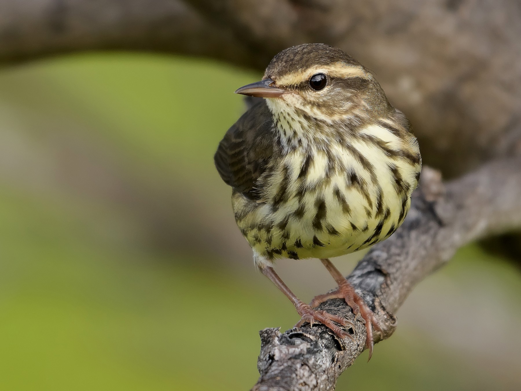 Northern Waterthrush