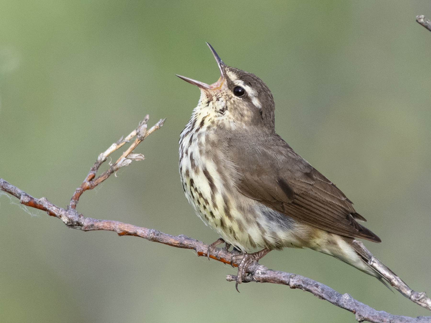 Northern Waterthrush - eBird