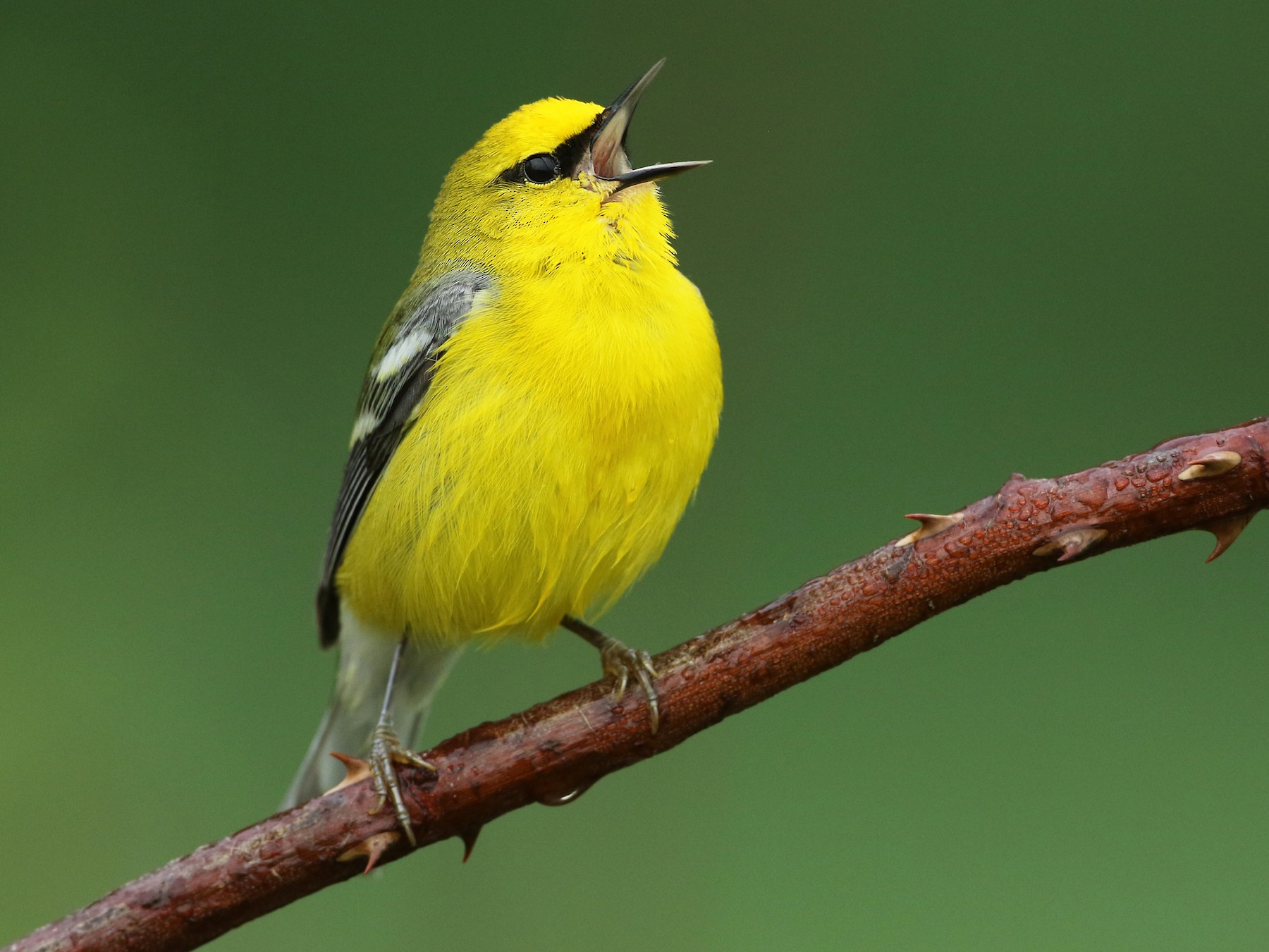 Blue-winged Warbler - eBird