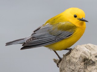 Prothonotary Warbler - eBird