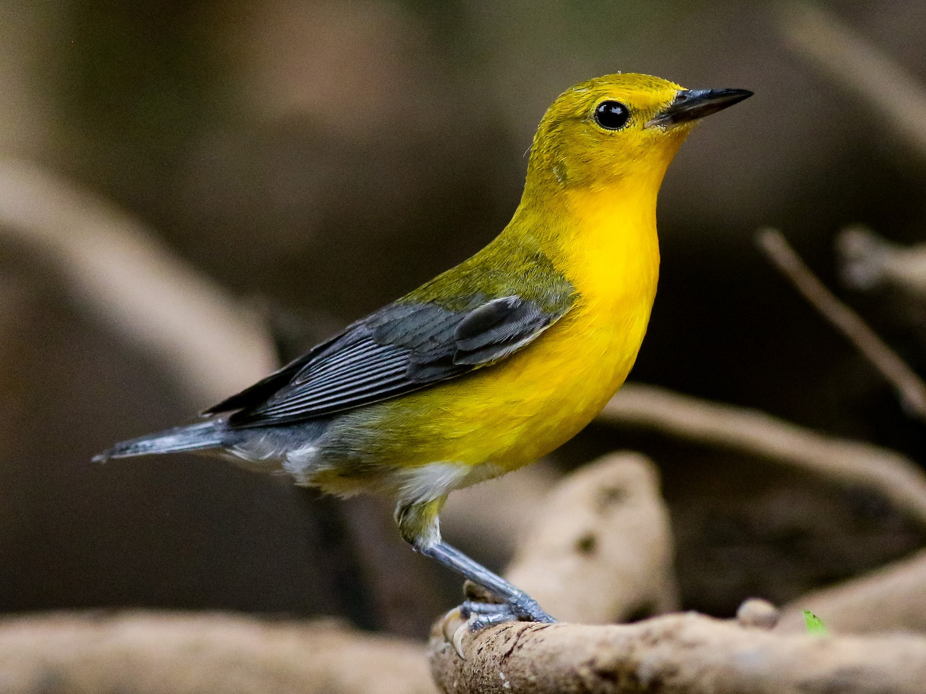 Prothonotary Warbler - eBird