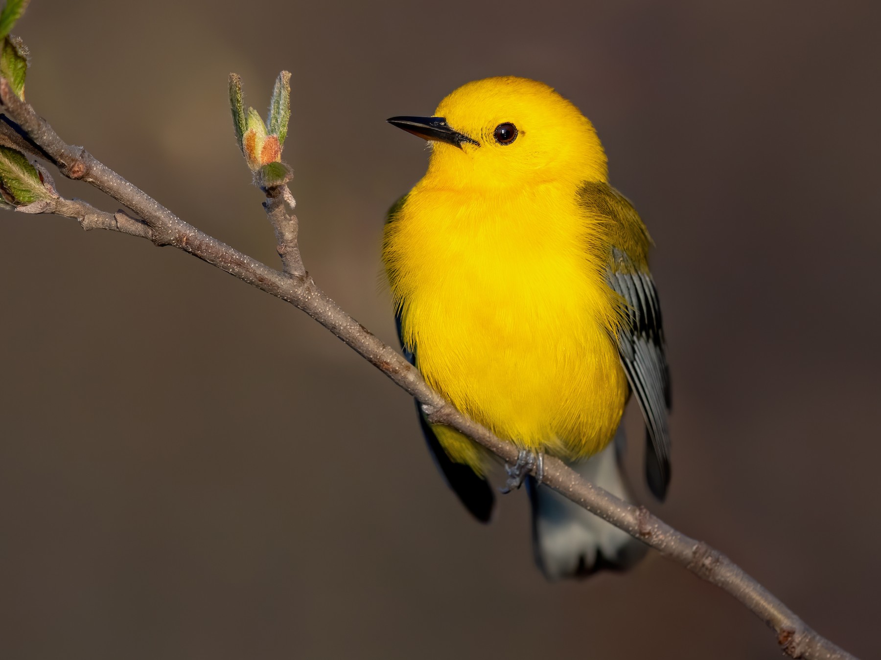 Prothonotary Warbler Nest