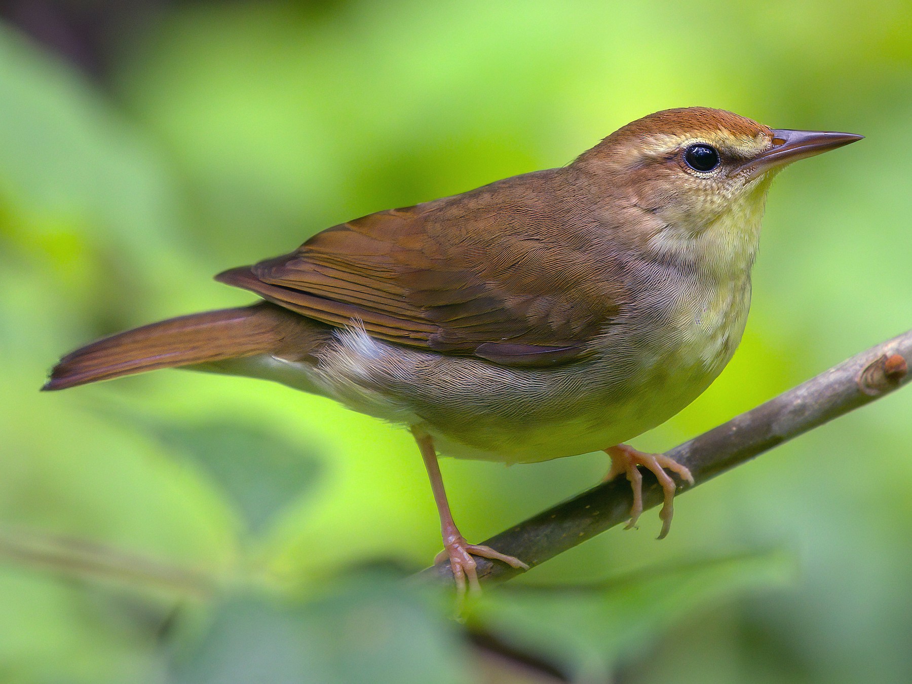 Swainson's Warbler - eBird